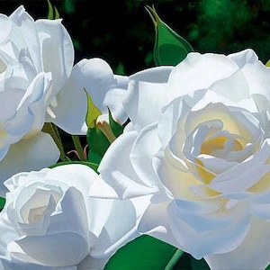 White Roses Seeds-20seeds Code 198 - Etsy
