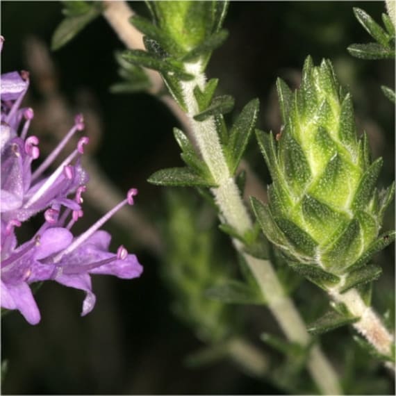 Satureja Thymbra Seeds Throubi Seeds Code 263 - Etsy Australia