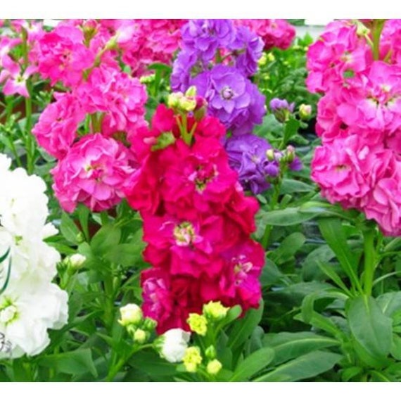 Violet Matthiola Double Mixed Seeds 30 Seeds Code 049 | Etsy