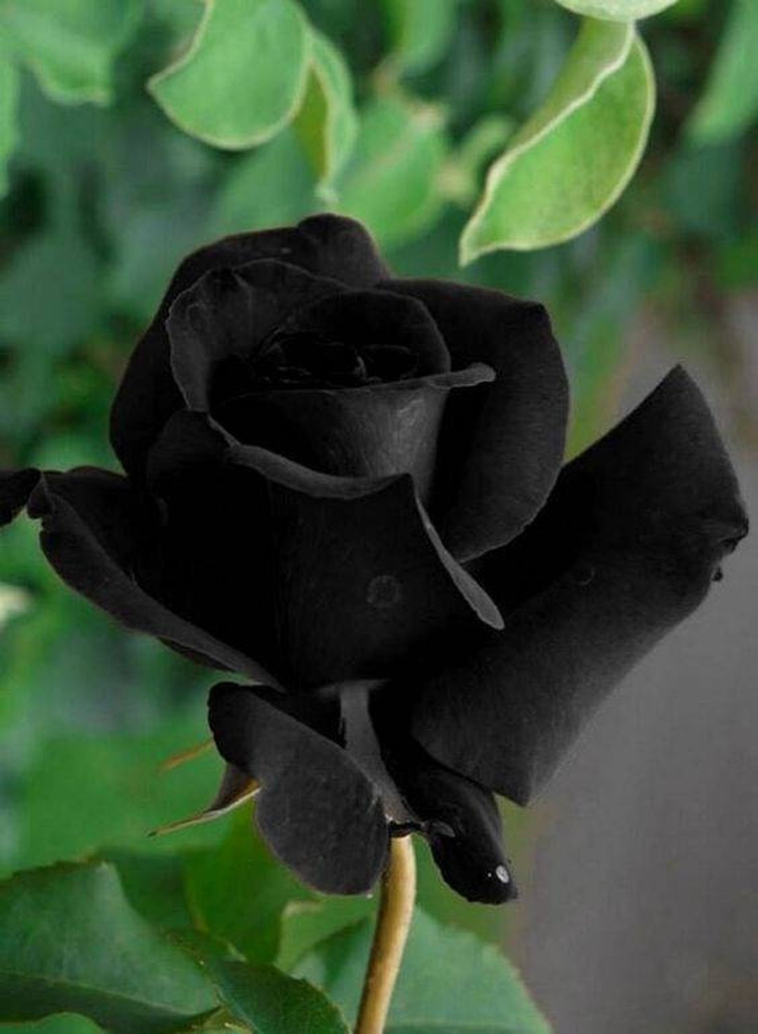 Black Rose Halfeti Seeds 20 Seeds Code 001 - Etsy UK