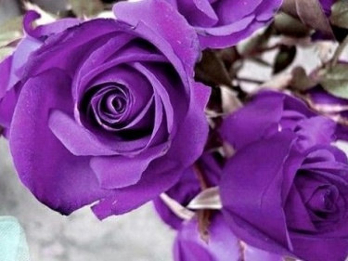 Purple Roses Seeds 20 Seeds Code 004 - Etsy Hong Kong