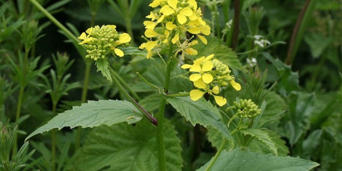 Sinapis Seeds Nigra Black Sinapi Seeds 200 SEEDS CODE | Etsy