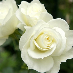 White Roses Seeds-20seeds Code 198 - Etsy