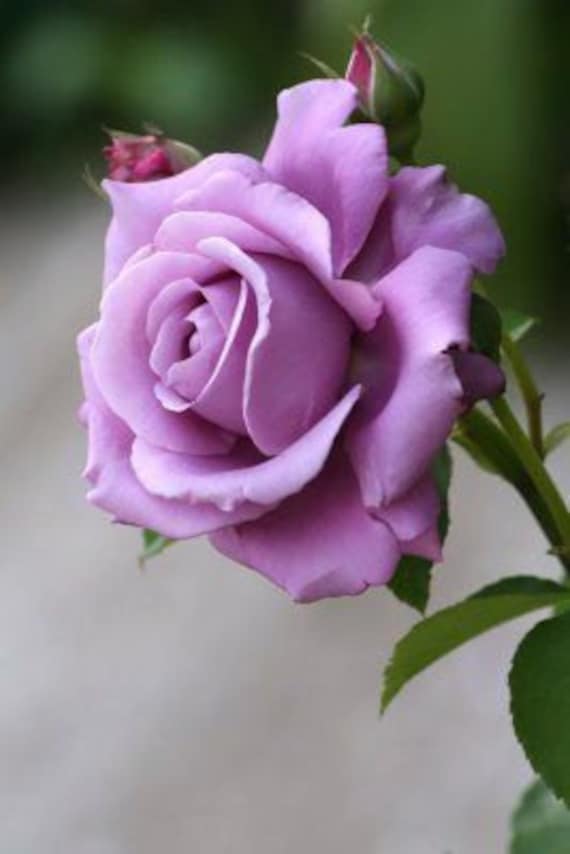 Light Purple Roses