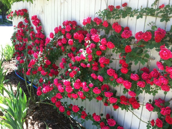 Climbing Fuchsia Roses Choose the Color 20 Seeds code381 - Etsy