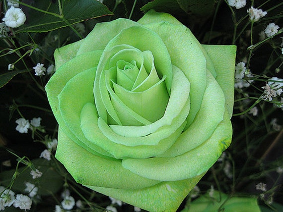 20 Rare Seed Bright Green Rose Seeds Flower For Planting Bush Green ...