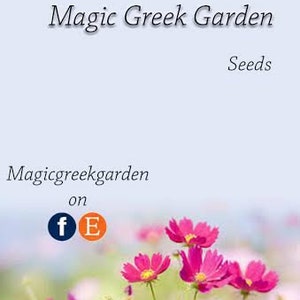 Red White Roses Seeds meteor Shower Roses Seeds 20 Seeds | Etsy