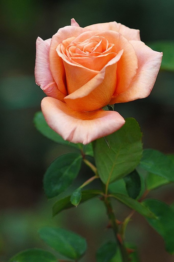 Sunset Celebration Rose