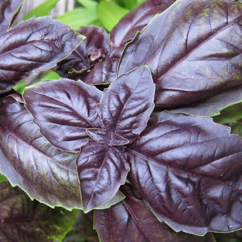 Basil Red Rubin HEIRLOOM 200 Seeds 100% Organic Non GMO Grown | Etsy