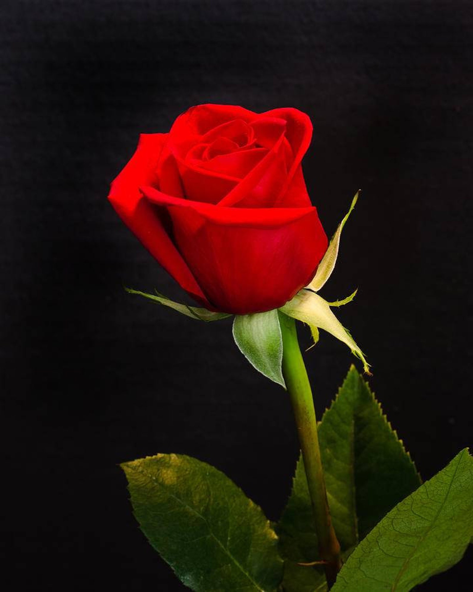 Red Roses Seeds -20seeds - Code 006 - Etsy Canada