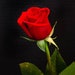 Red Roses Seeds -20seeds - Code 006 - Etsy Canada