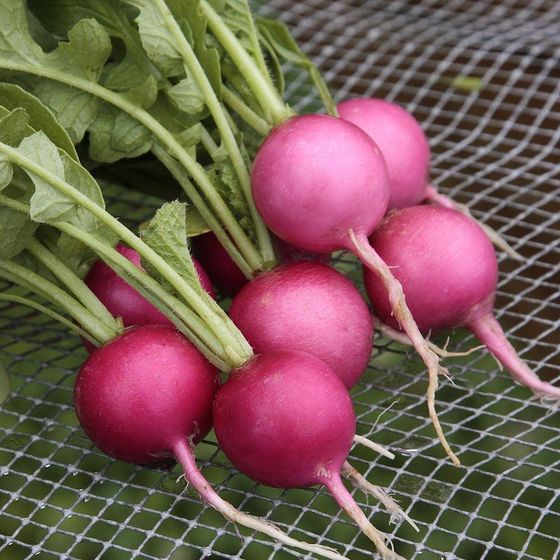 Radish Cherry Belle Seeds Code 138 200 Seeds - Etsy UK