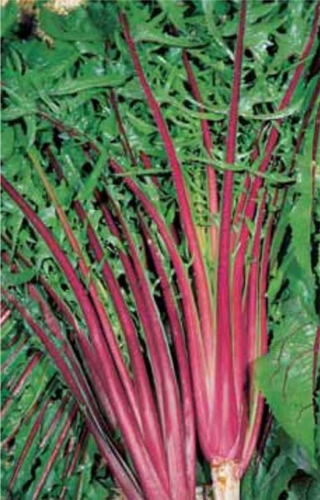 Chicory Red Seeds Italian Chicory Seeds 100 Seeds Code - Etsy Australia