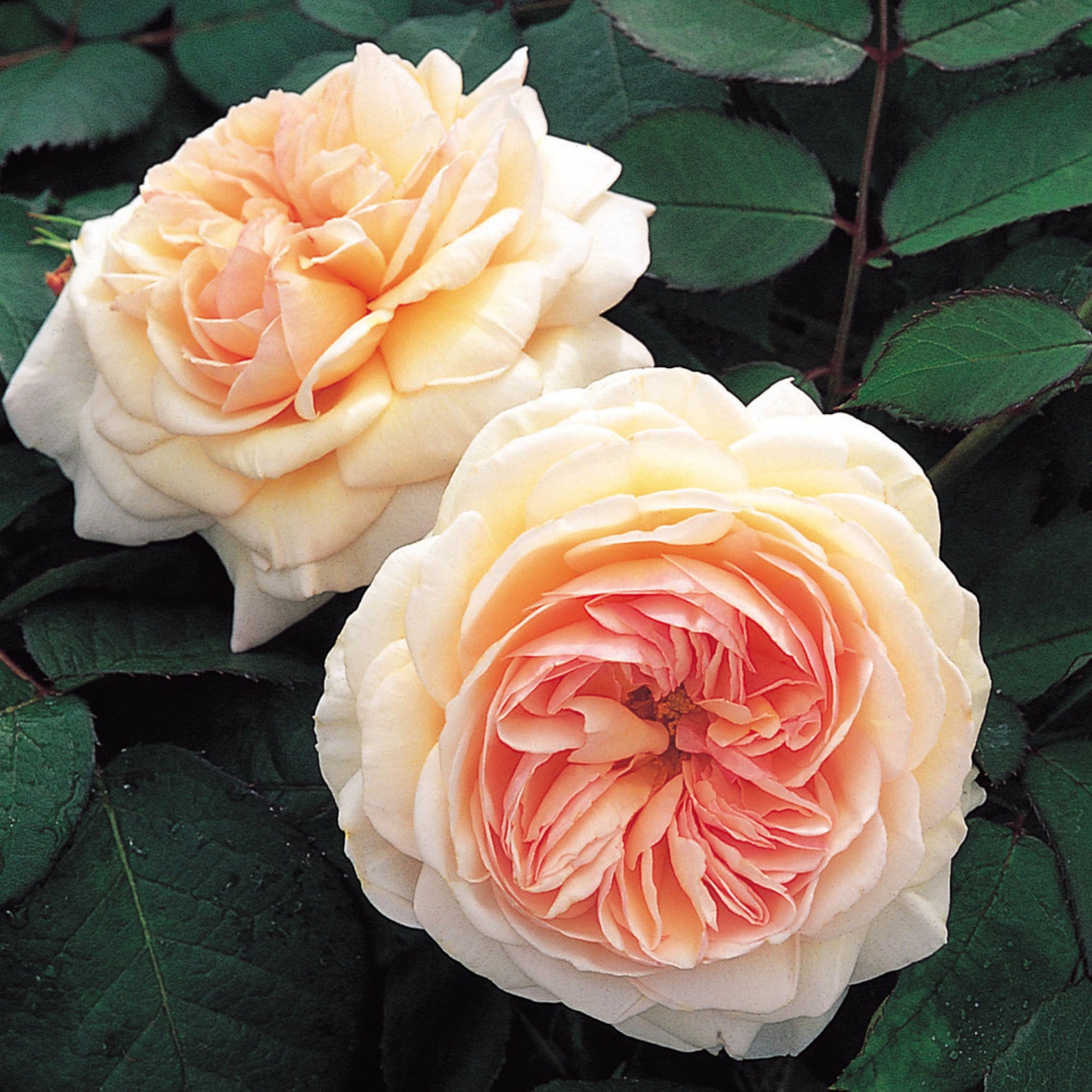 Tea Roses Princesse Charlene De Monaco Flower Seeds 20 Seeds - Etsy