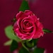 Red Roses Seeds -20seeds - Code 006 - Etsy Canada