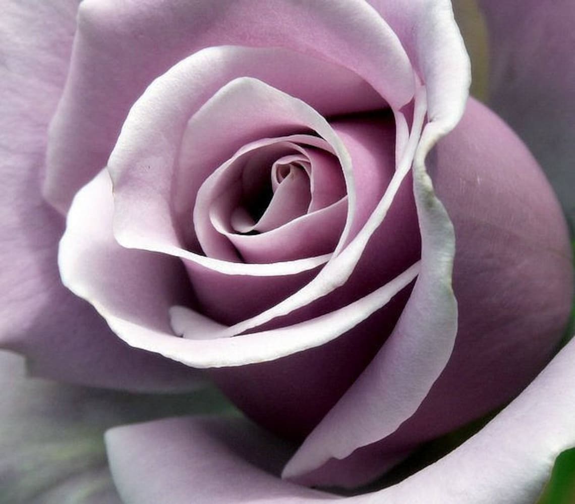Sterling Silver Rose Seeds 20 Seeds Code 181 Light Purple - Etsy