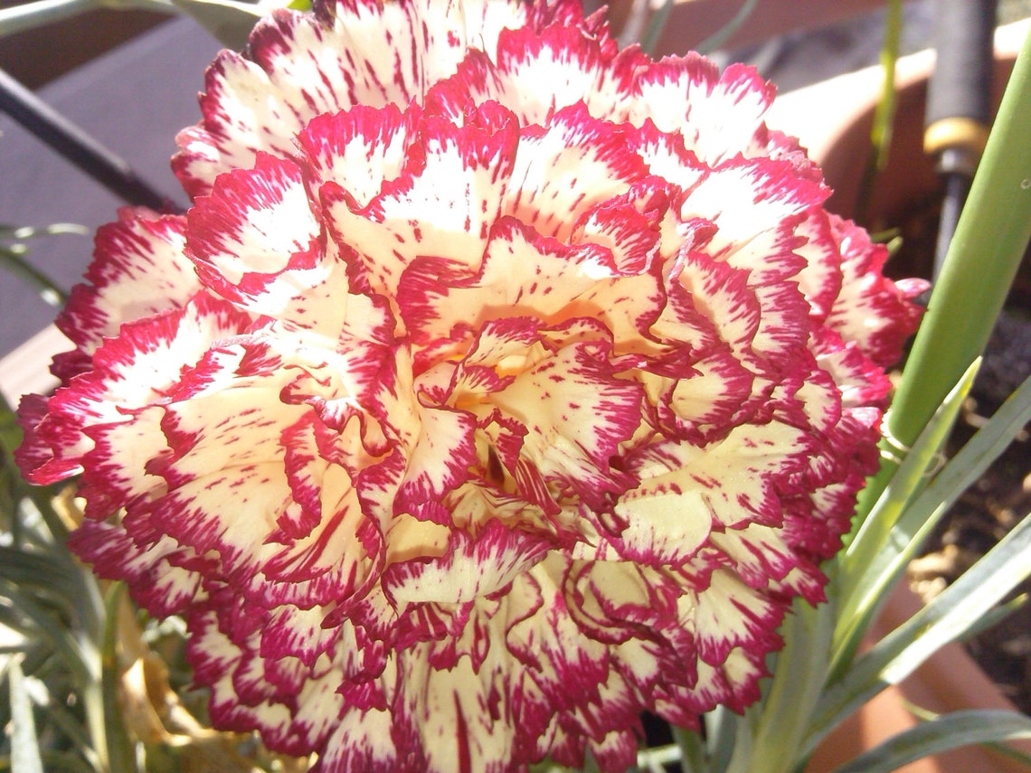 Carnation Seeds 50 Seeds Code 039 | Etsy