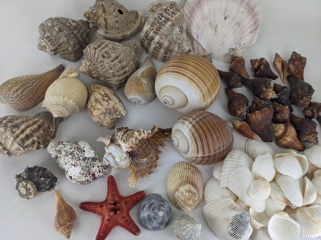 Mixed Seashell Assortment, Murex Seashells, Conch Seashells, Seashell ...