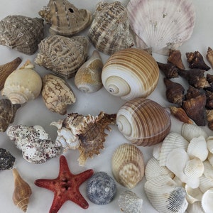 Mixed Seashell Assortment, Murex Seashells, Conch Seashells, Seashell ...