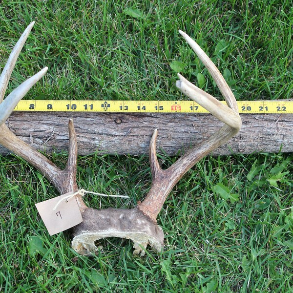 Real Deer Antlers - Etsy