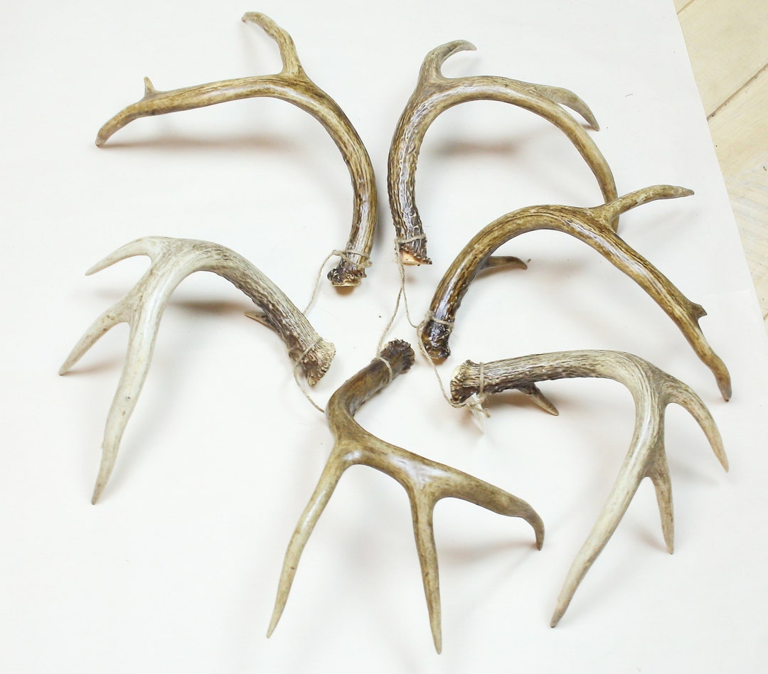 DEER ANTLERS| Set of 6 Real Whitetail Deer Antlers - Etsy