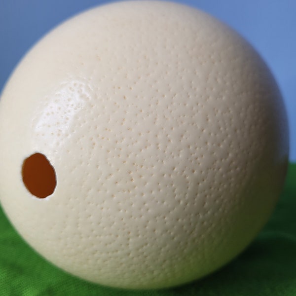 Ostrich Egg Shells - Etsy