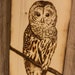 Barred Owl Wood Burning - Pyrography - Woodburning - Etsy