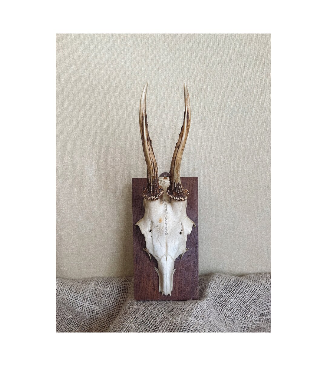 Vintage Roe Deer Skull Mount: Real Antlers on Wood Plaque - Etsy