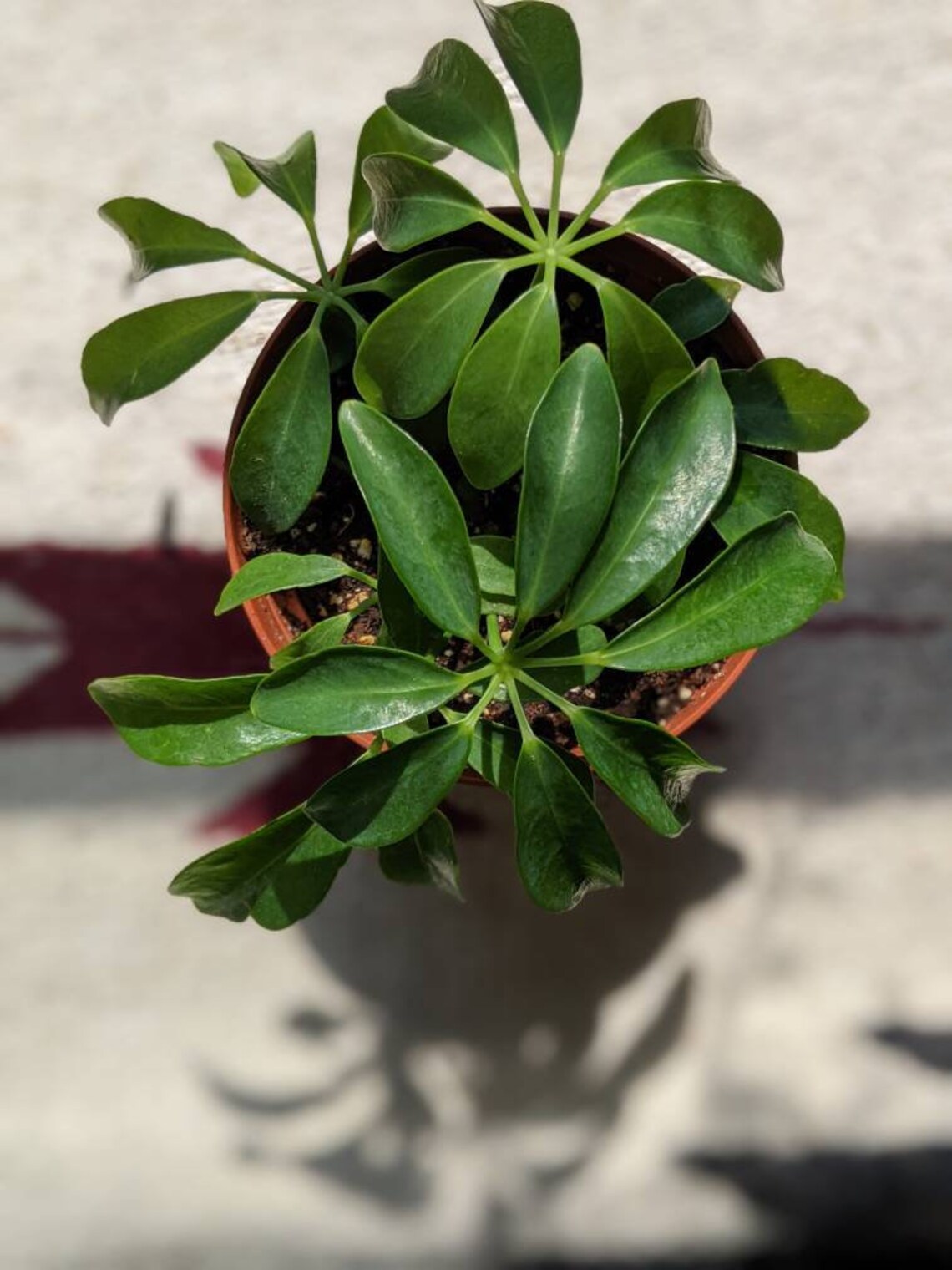 LIVE Schefflera arboricola Mini Green' Dwarf Umbrella | Etsy