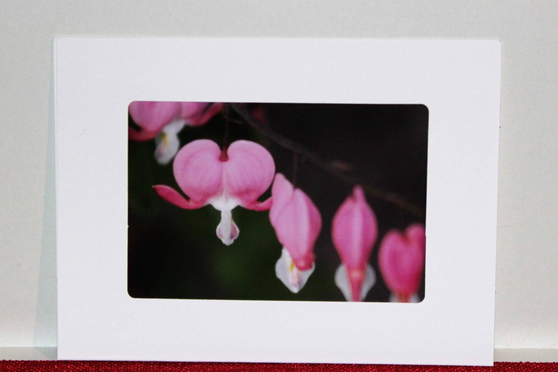 Bleeding Heart. Photo Greeting Card. Fine Art. Photography. Beautiful ...