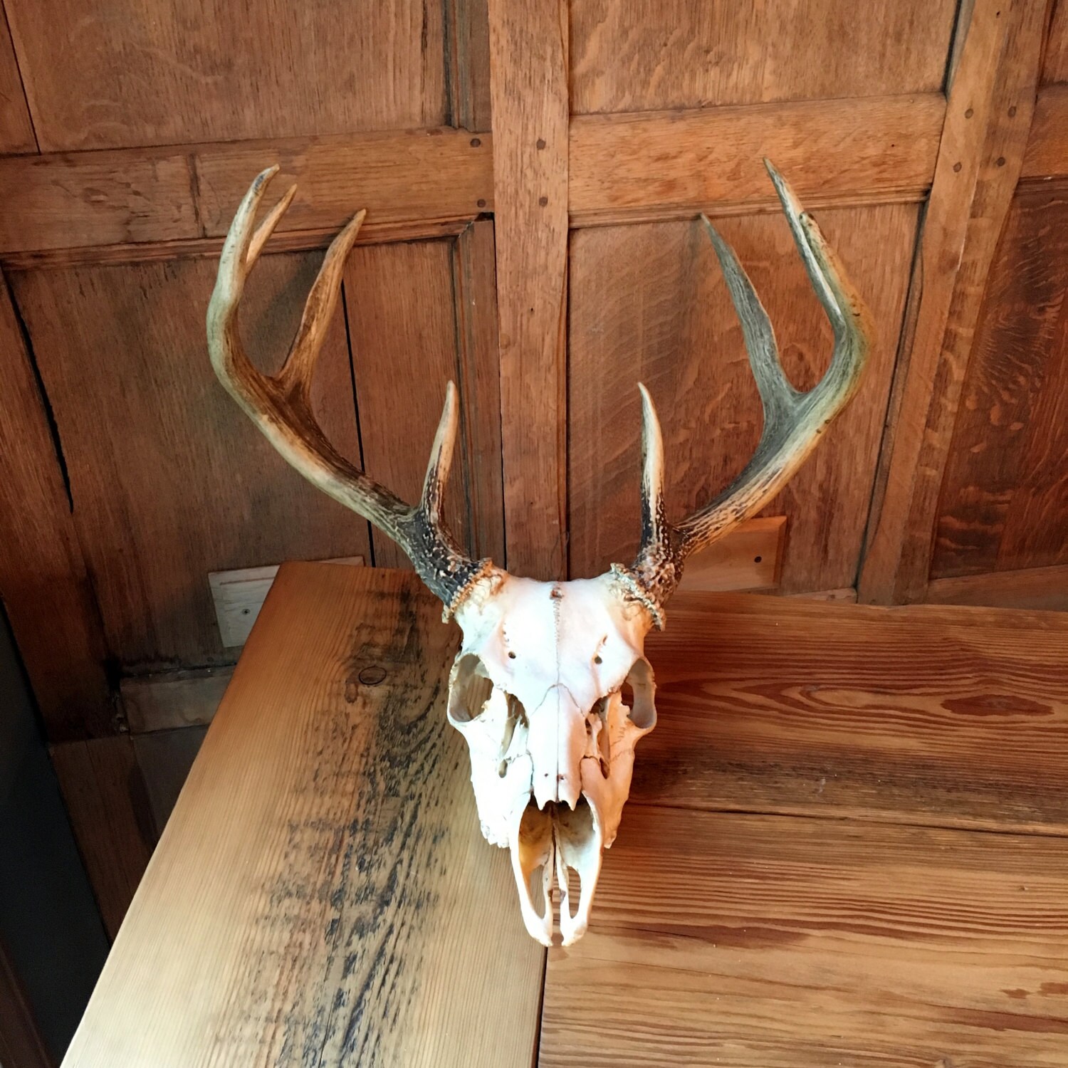 Vintage Deer Skull European Deer Mount Taxidermy Deer Skull With Antlers