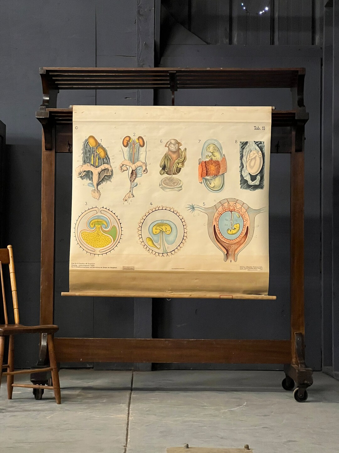 Antique Mammal Reproduction Pull Down Chart, Denoyer-geppert ...