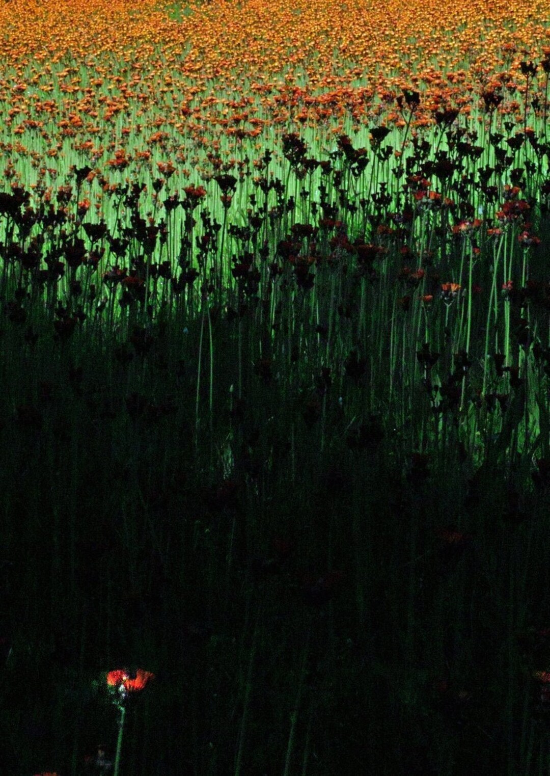 Fine Art Print, Wild Flowers, Outlier, B.C. Canada - Etsy