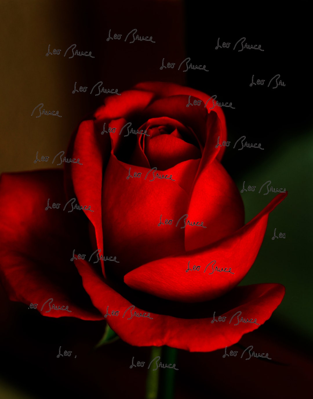 Fine Art Print, Red Rose. - Etsy
