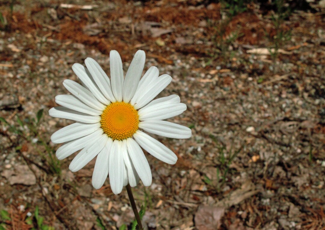 Fine Art Print, Wild Daisy, Flora, Wild Daisy, Kootenay River Valley, B ...