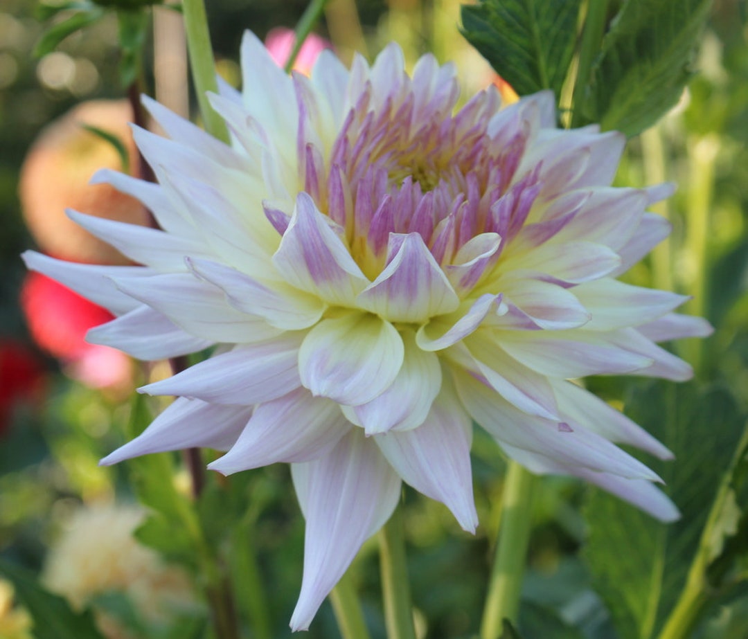 One Netherton Cindy Dahlia Tuber - Netherton Cindy Dahlia Tuber - White ...