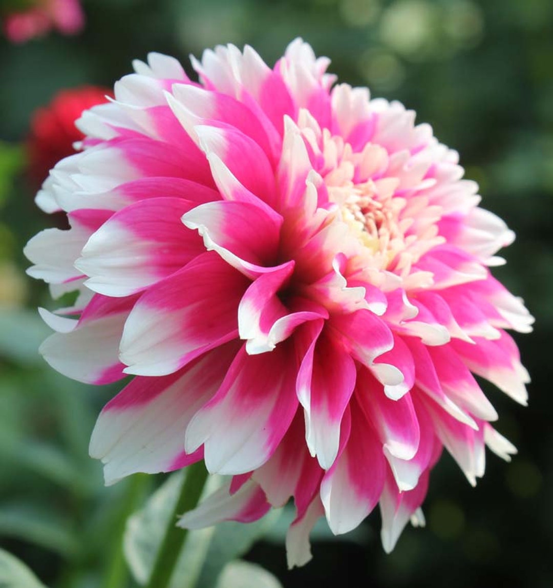 One Fuzzy Wuzzy Dahlia Tuber - Fuzzy Wuzzy Dahlia Tuber - Pink & White ...