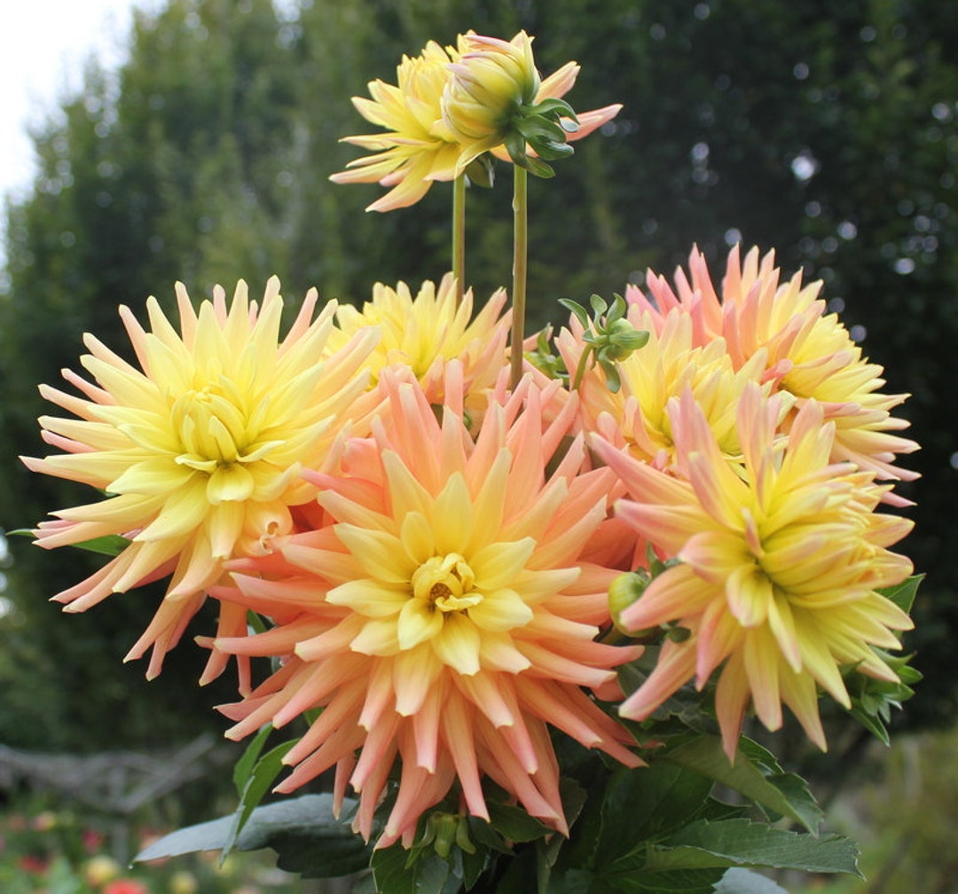 One Rusty Ritchie Dahlia Tuber - Rusty Ritchie Dahlia Tuber - Salmon ...