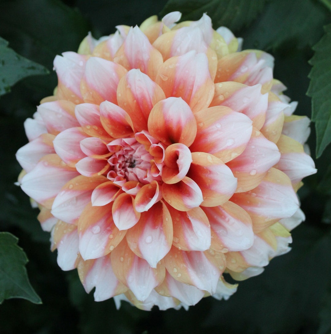 One Hollyhill Orange Ice Dahlia Tuber - Smoky Orange & White - Cutting ...