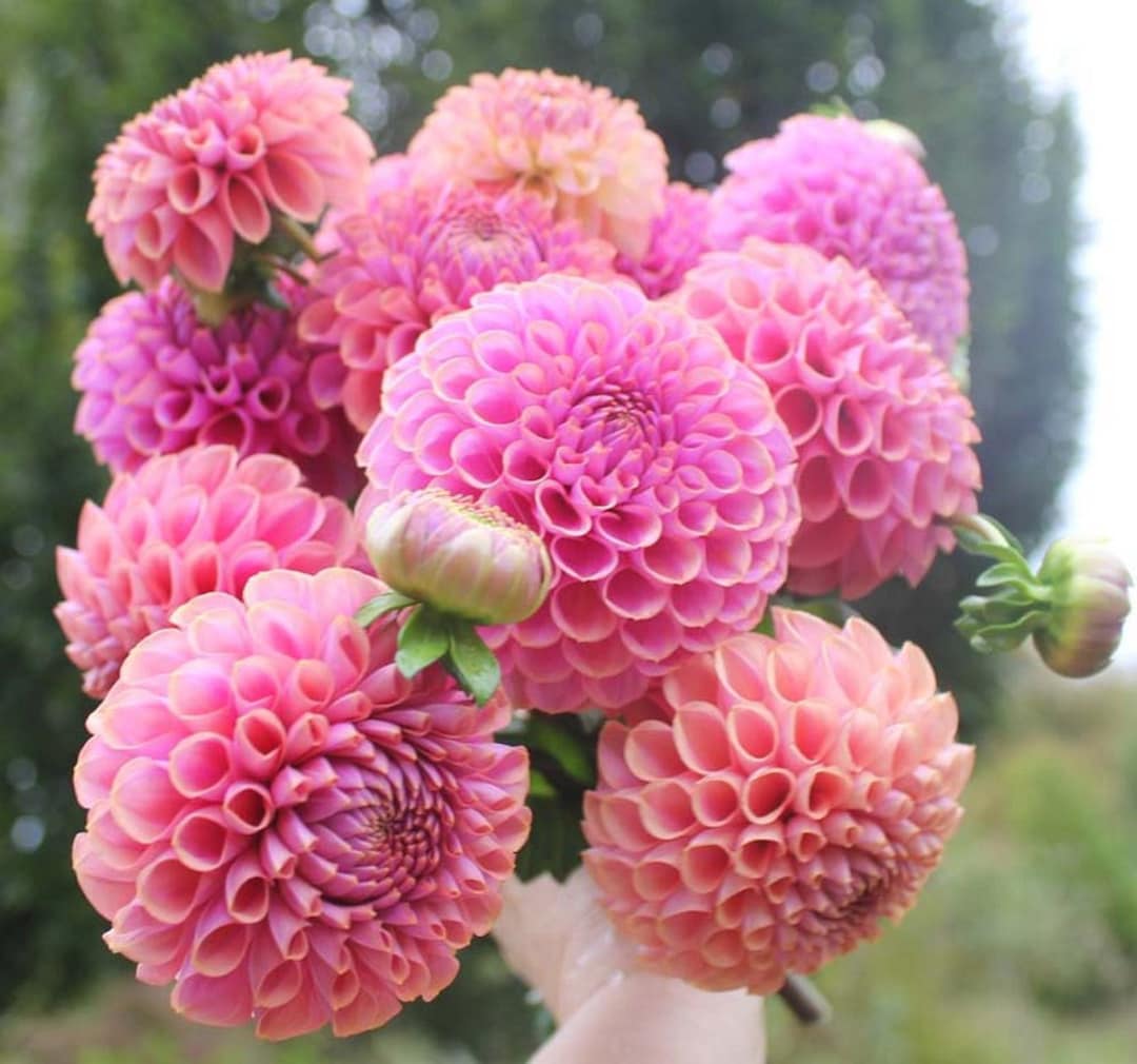 One Isabel Dahlia Tuber - Isabel Dahlia Tuber - Pink Lavender Peach ...