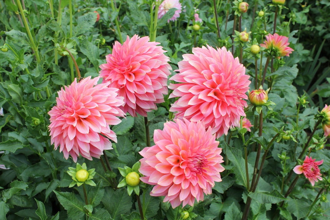 One Kenora Lisa Dahlia Tuber Kenora Lisa Tuber Pink Coral Peachy Center ...