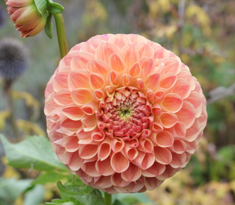 One Clearview Peachy Dahlia Tuber - Clearview Peachy Dahlia Tuber ...