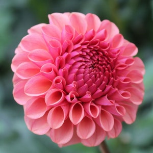 One Ferncliff Rusty Dahlia Tuber - Rosy Copper Blossoms - Flower ...