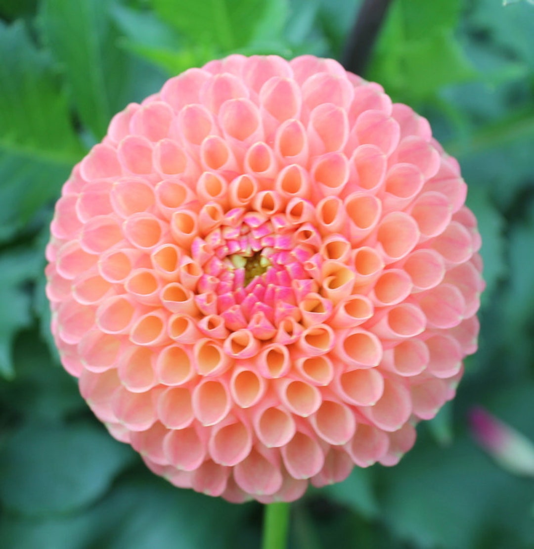One Jowey Nicky Dahlia Tuber - Jowey Nicky Dahlia Tuber - Soft Peach ...