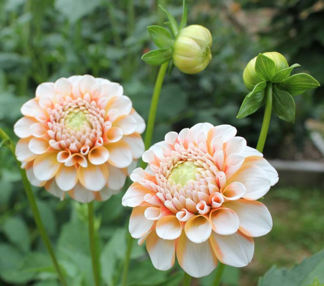 One Brandon James Dahlia Tuber - Brandon James Dahlia Tuber - Peach ...