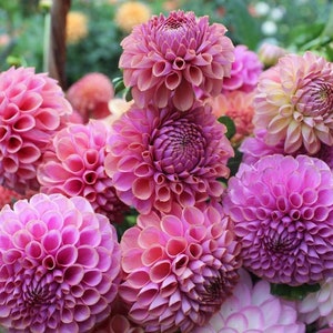 One Isabel Dahlia Tuber - Pink Lavender Peach - Ball Dahlia - Cutting ...