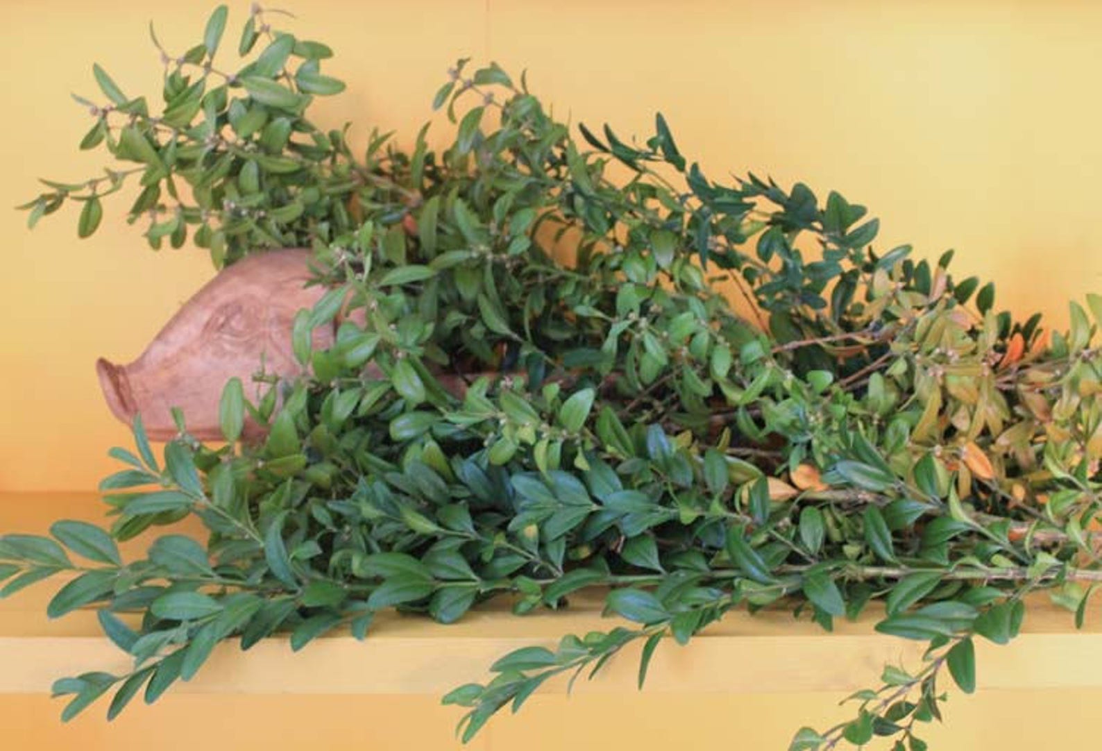 Organically Grown Fresh Boxwood Branches Boxwood Stems Home Holiday ...