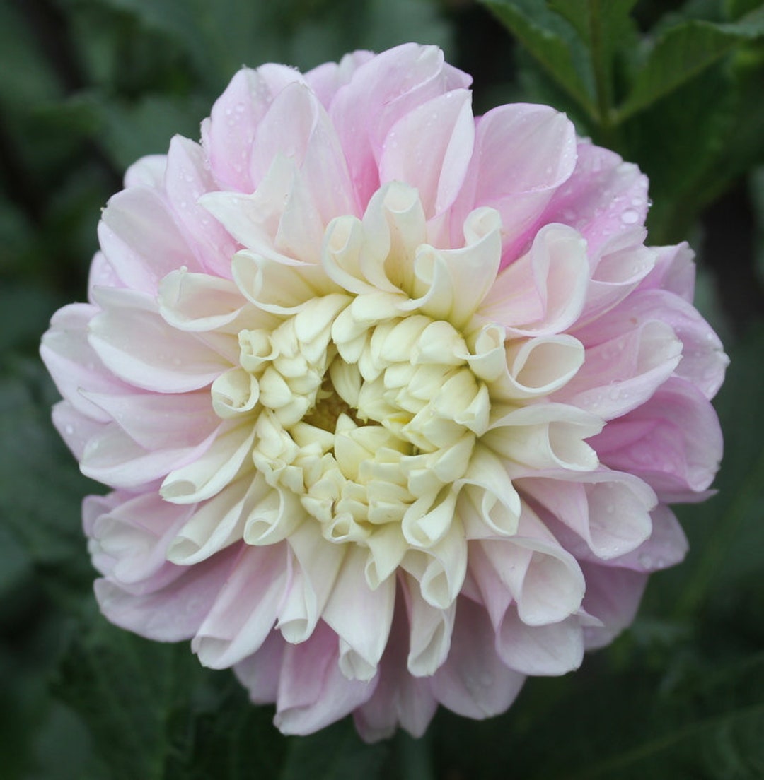 One Fluffles Dahlia Tuber - Fluffles Dahlia Tuber - Lavender Pink White ...