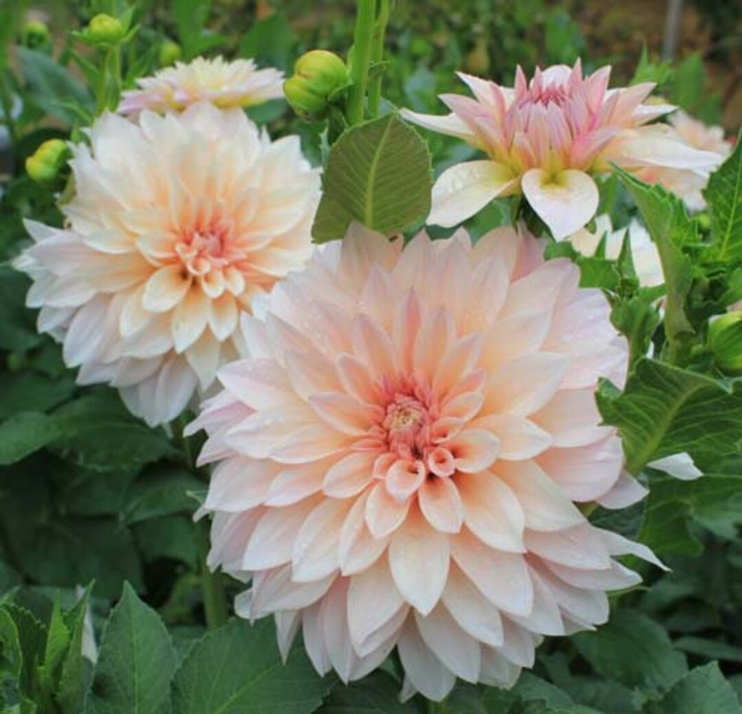 One Cafe Au Lait Dahlia Tuber - Cafe Au Lait Dahlia Tuber - Pink Buff Cream Bloom - Cutting ...