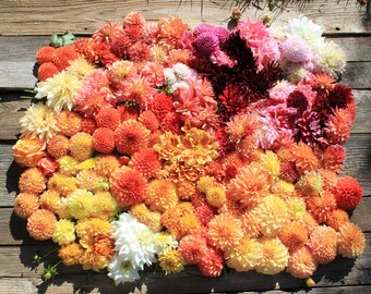 One Copper Boy Dahlia Tuber Copper Boy Dahlia Tuber Smoky Red-burnt ...